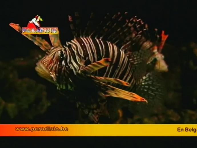 Parc paradisio : Nourissage | INA