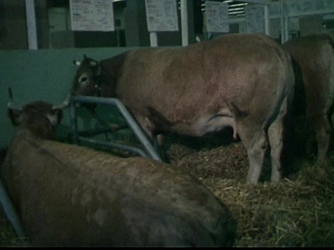 Paris : salon de l'agriculture | INA