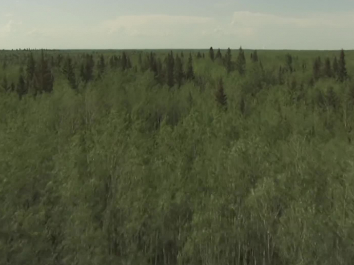 Canada, Fort Mac Murray : forêts | INA