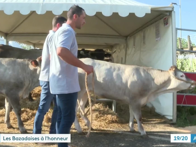 Concours national de la vache Bazadaise dans les Landes | INA